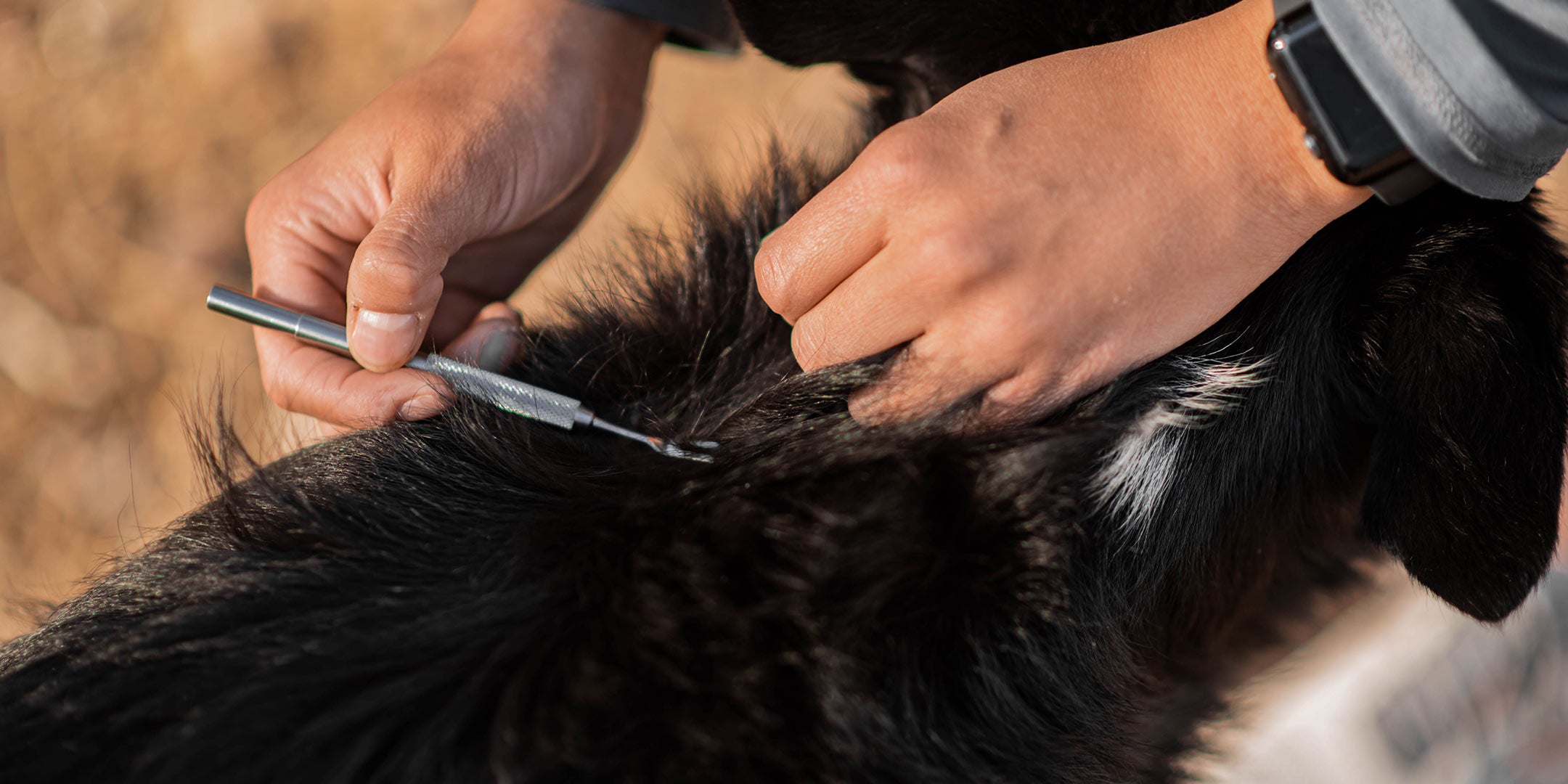 How to identify a tick and its risks