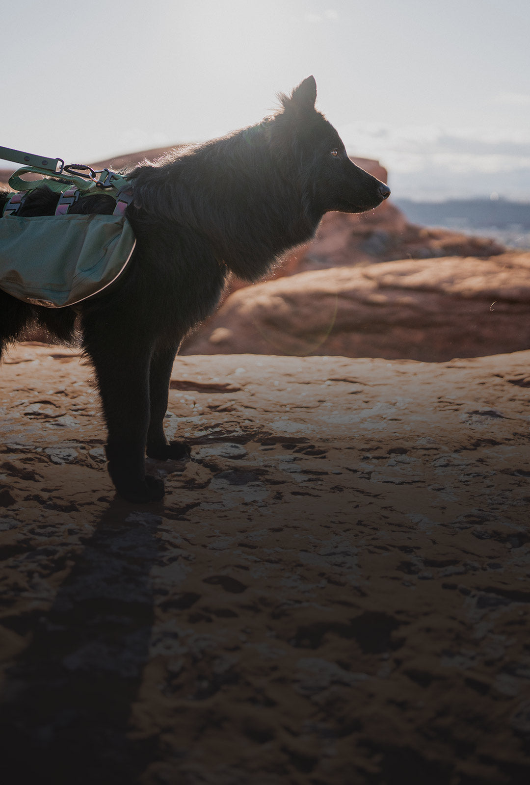 Hiking Dog gear | Säker