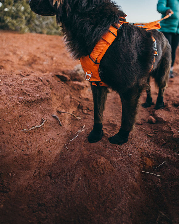 Hiking Dog Gear | Säker