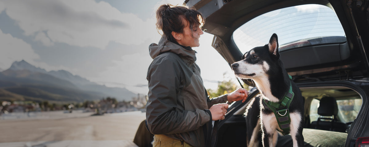 Hiking Dog gear | Säker