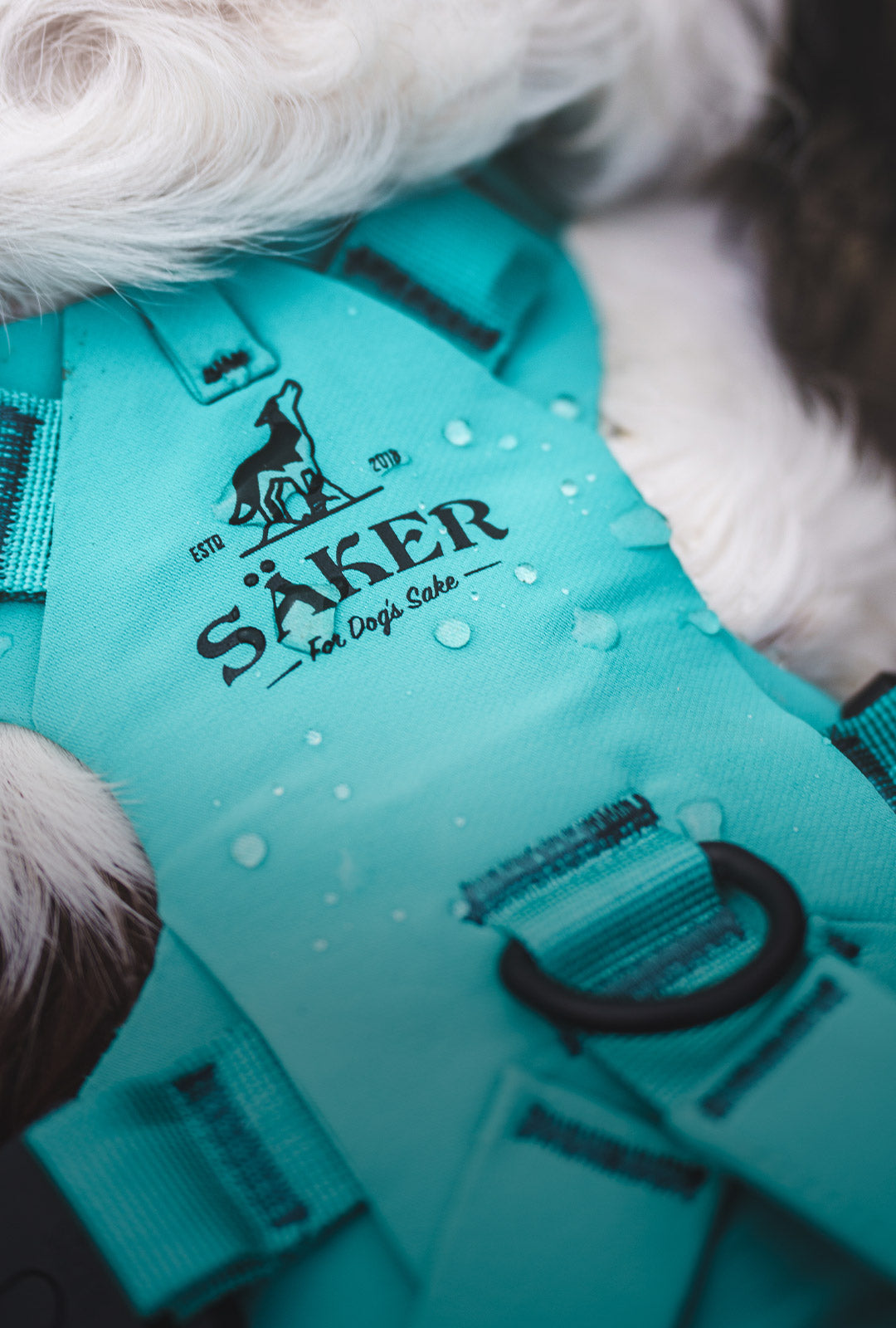Hiking Dog Gear | Säker