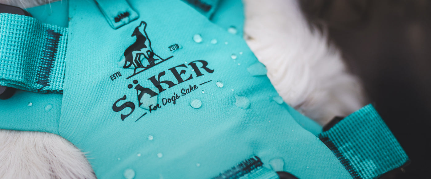 Hiking Dog Gear | Säker