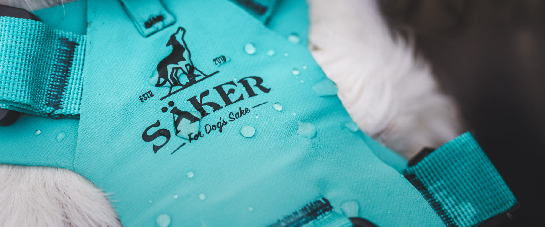 Hiking Dog Gear | Säker